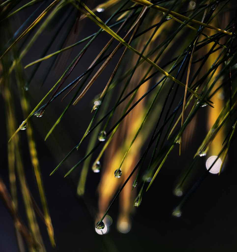 Local Colors – Tony Pratt Photography