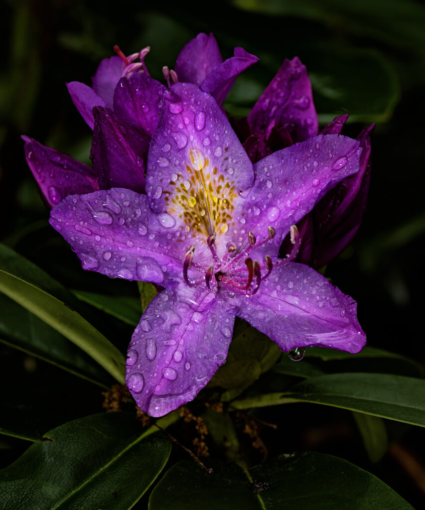 Fog Dew – Tony Pratt Photography