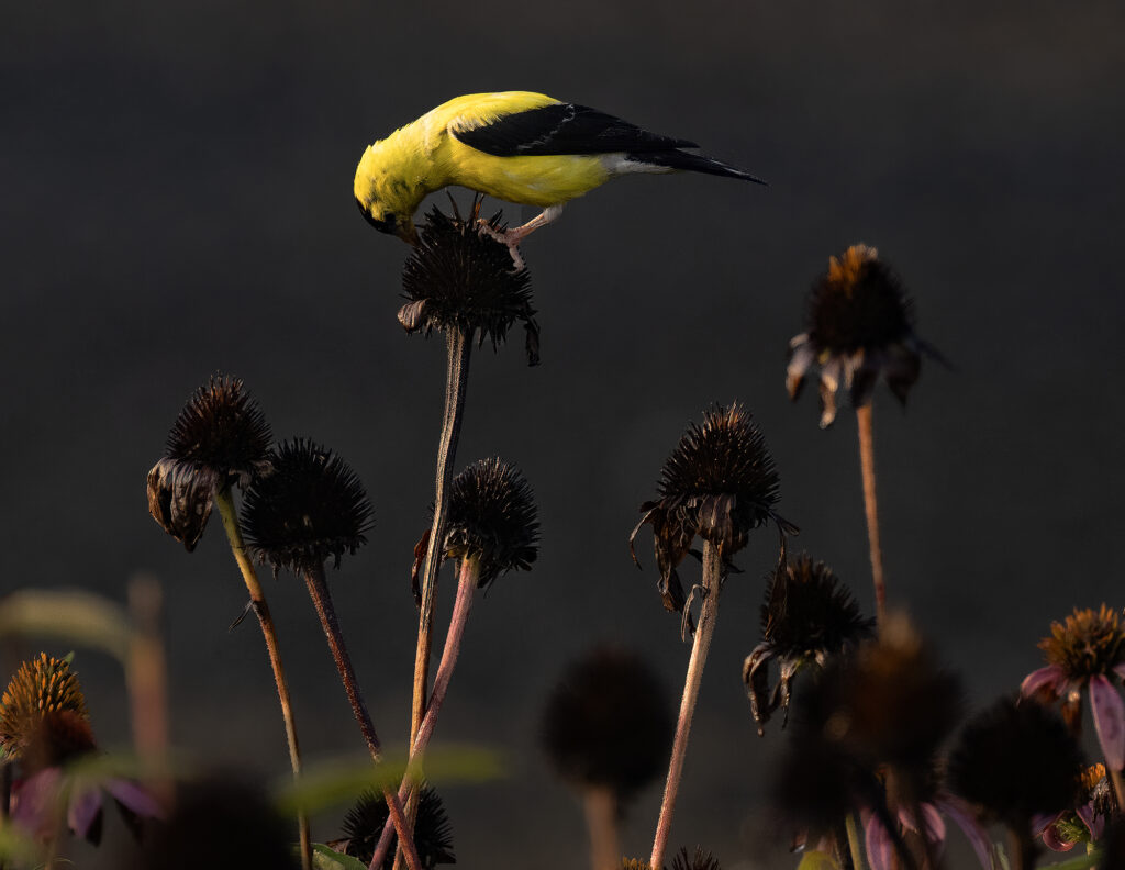 Goldfinch – Tony Pratt Photography