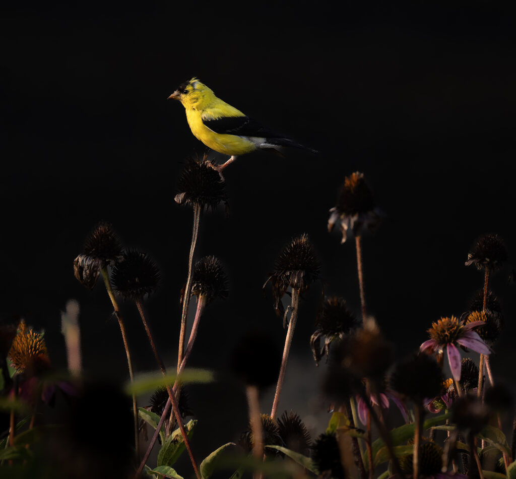 American Goldfinch – Tony Pratt Photography