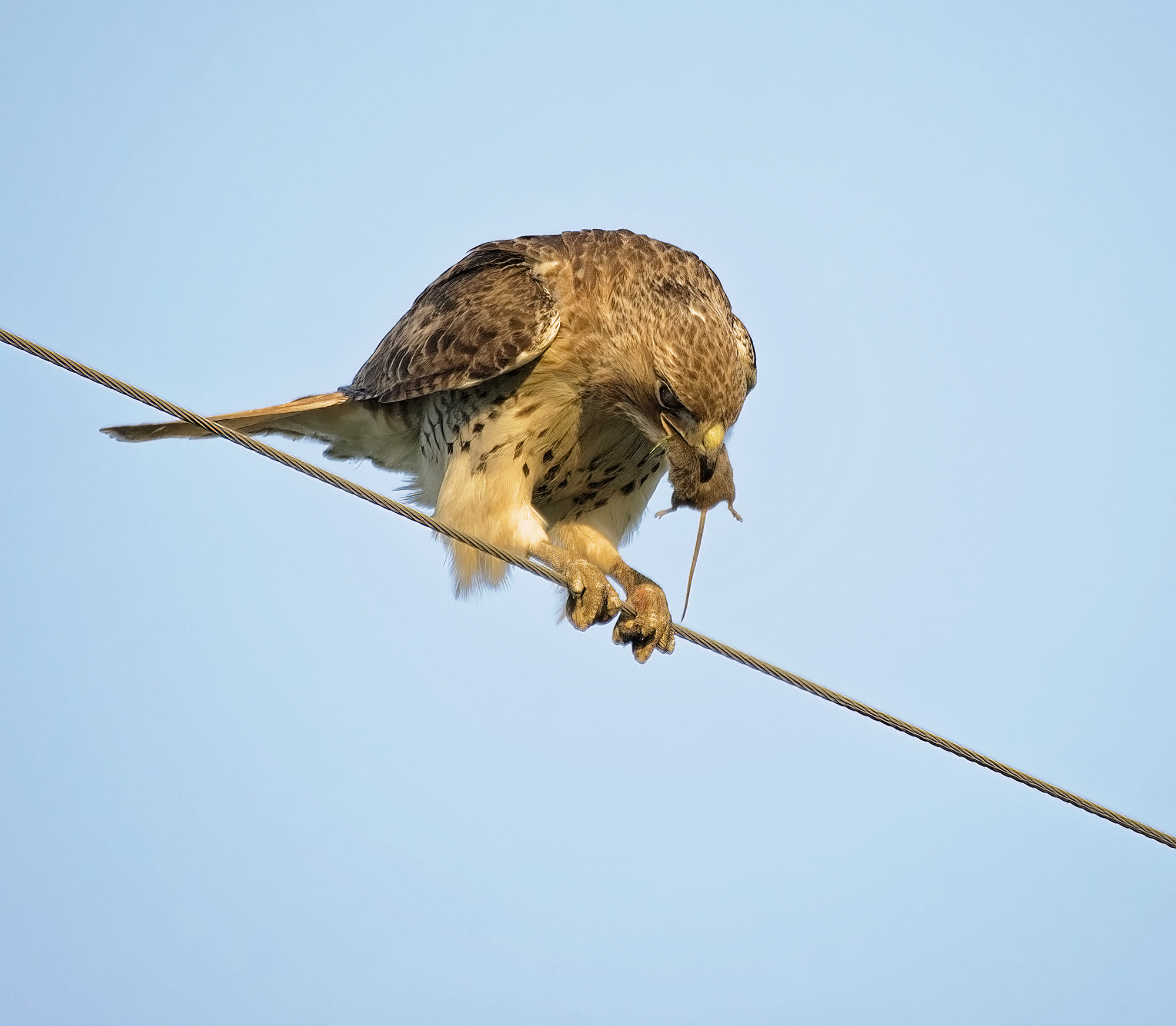 Red-tailed Hawk vs A Mouse – Tony Pratt Photography