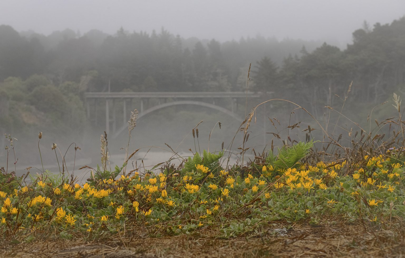 Jug Handle State Natural Reserve – Tony Pratt Photography