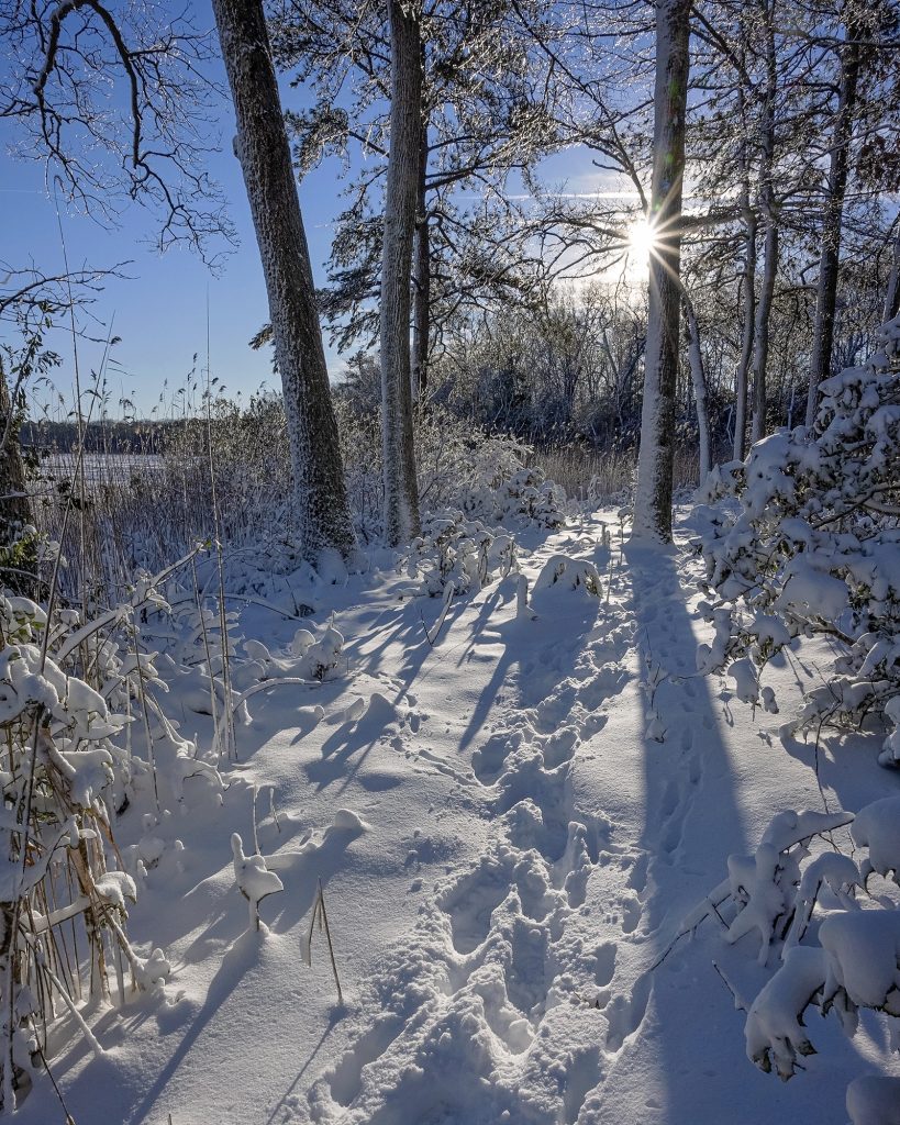 Winter Woods – Tony Pratt Photography