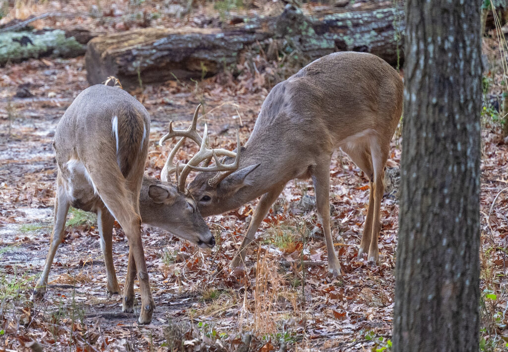 Two Buck Chucks – Tony Pratt Photography